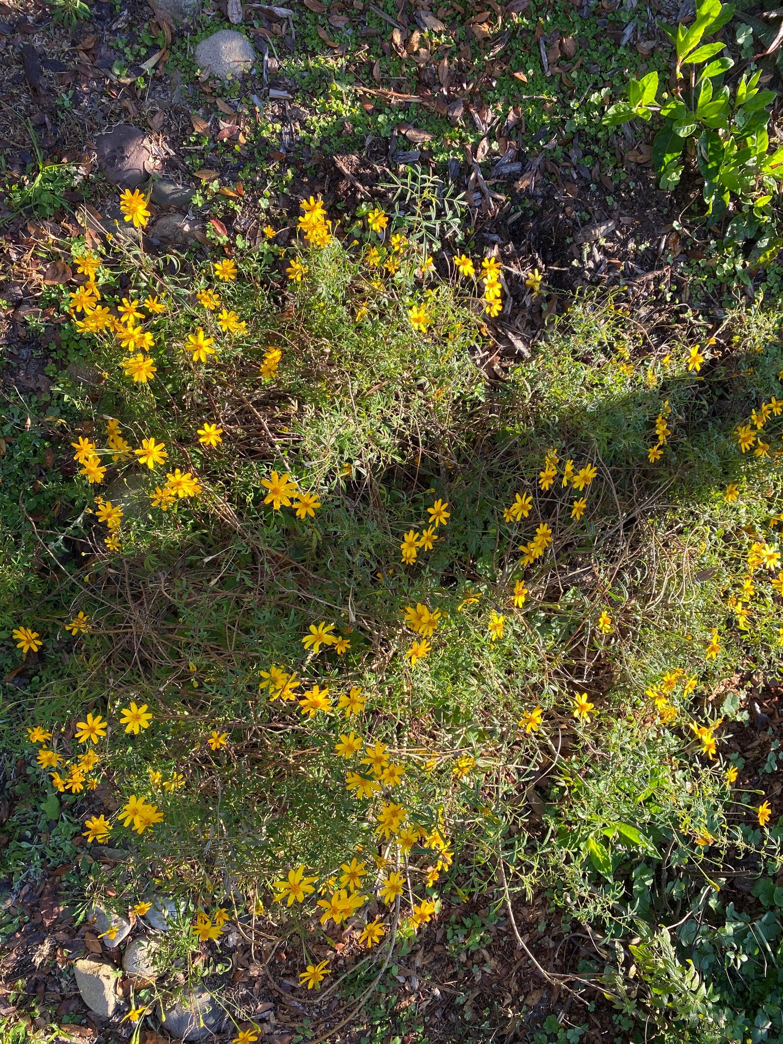 Mexican Marigold - 100+ Plant Seeds - Tagetes Lemmonii - Arizona Native ...