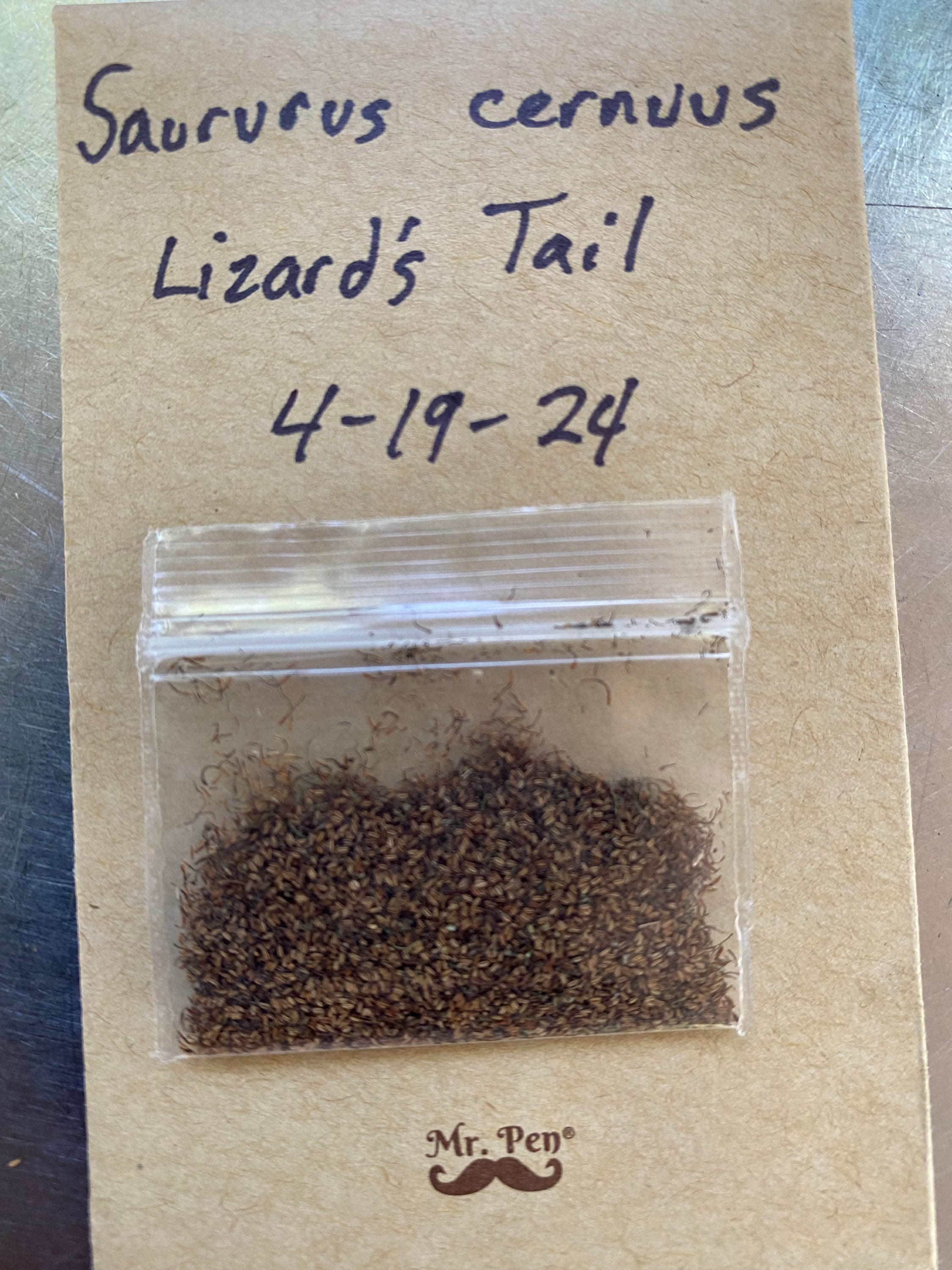 Lizard S Tail 200 Plant Seeds Saururus Cernuus Etsy