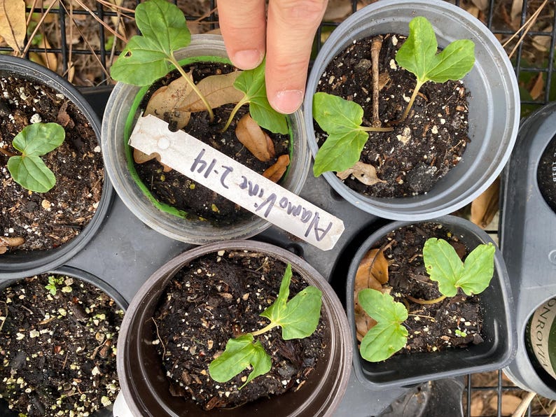 Alamo Vine Morning Glory -12 Plant Seeds- Merremia Dissecta - Texas and ...