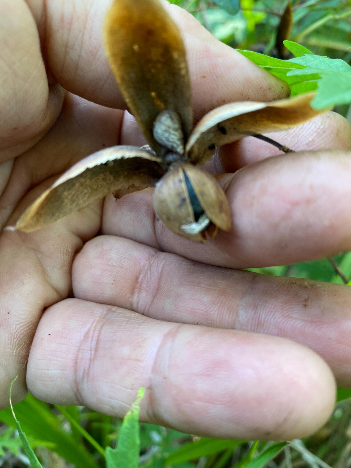 Alamo Vine Morning Glory -12 Plant Seeds- Merremia Dissecta - Texas and ...