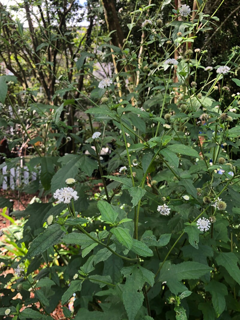 Snow Squarestem - Nonpareil - 50+ Seeds - Melantheria Nivea - Florida ...