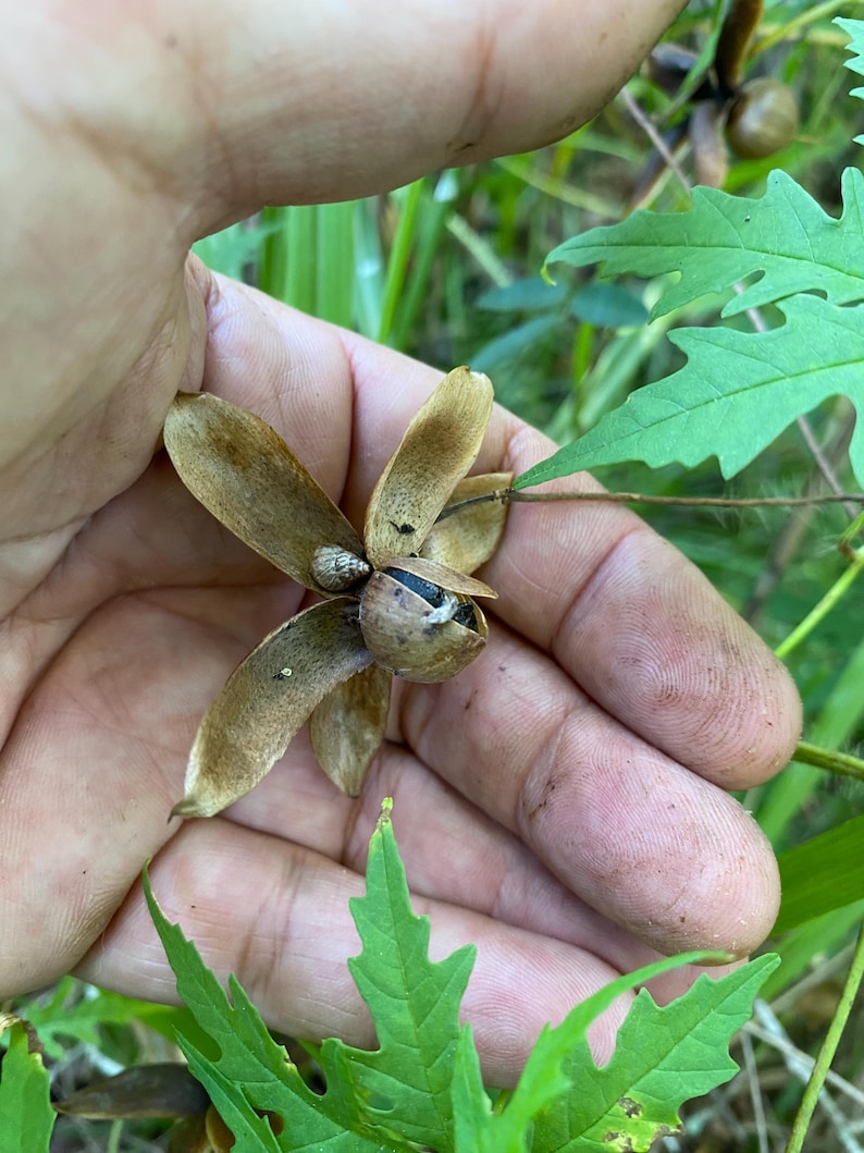 Alamo Vine Morning Glory -12 Plant Seeds- Merremia Dissecta - Texas and ...