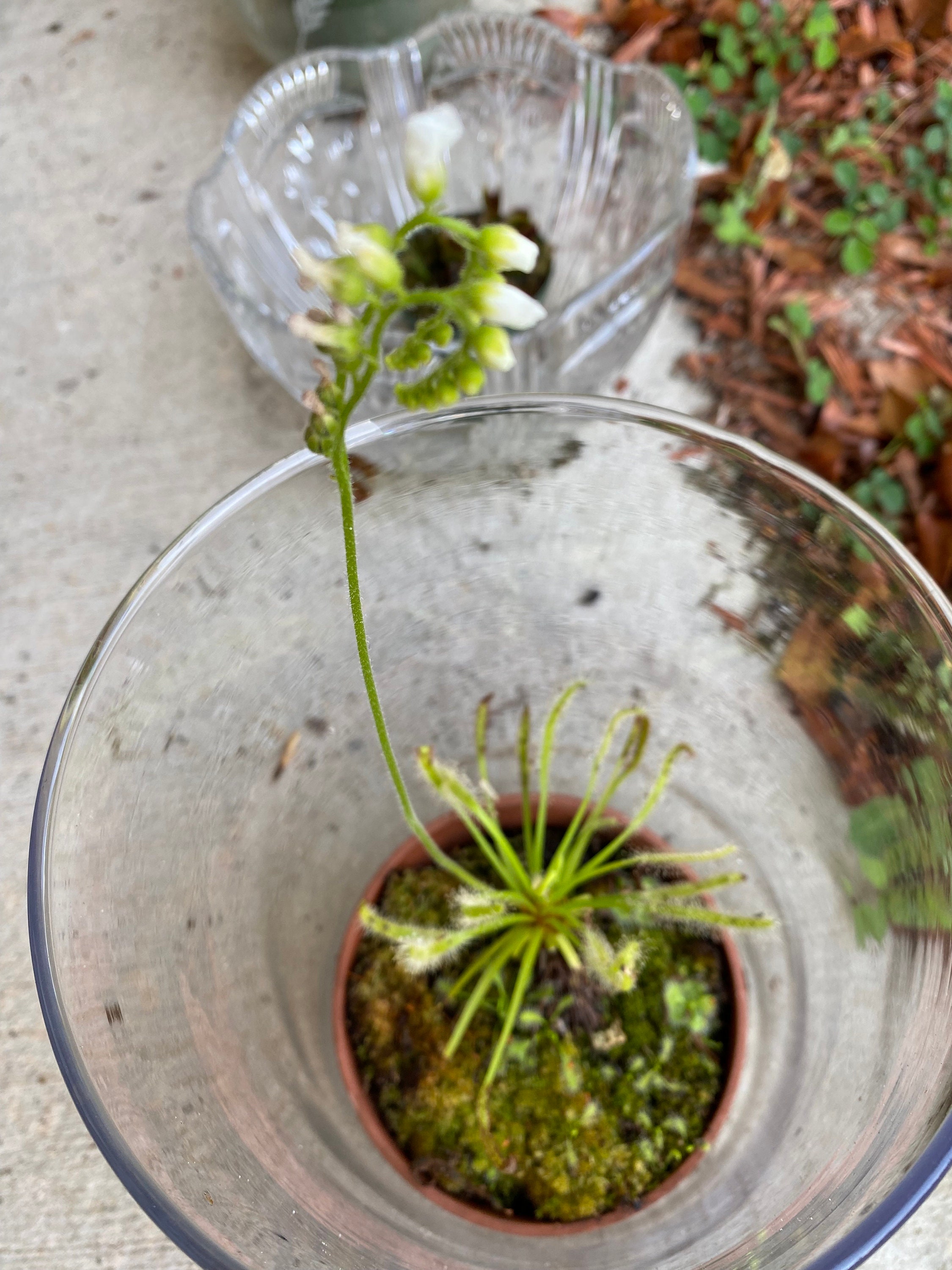 Cape Sundew - 50+ Seeds - Drosera Capensis Var Alba - Etsy