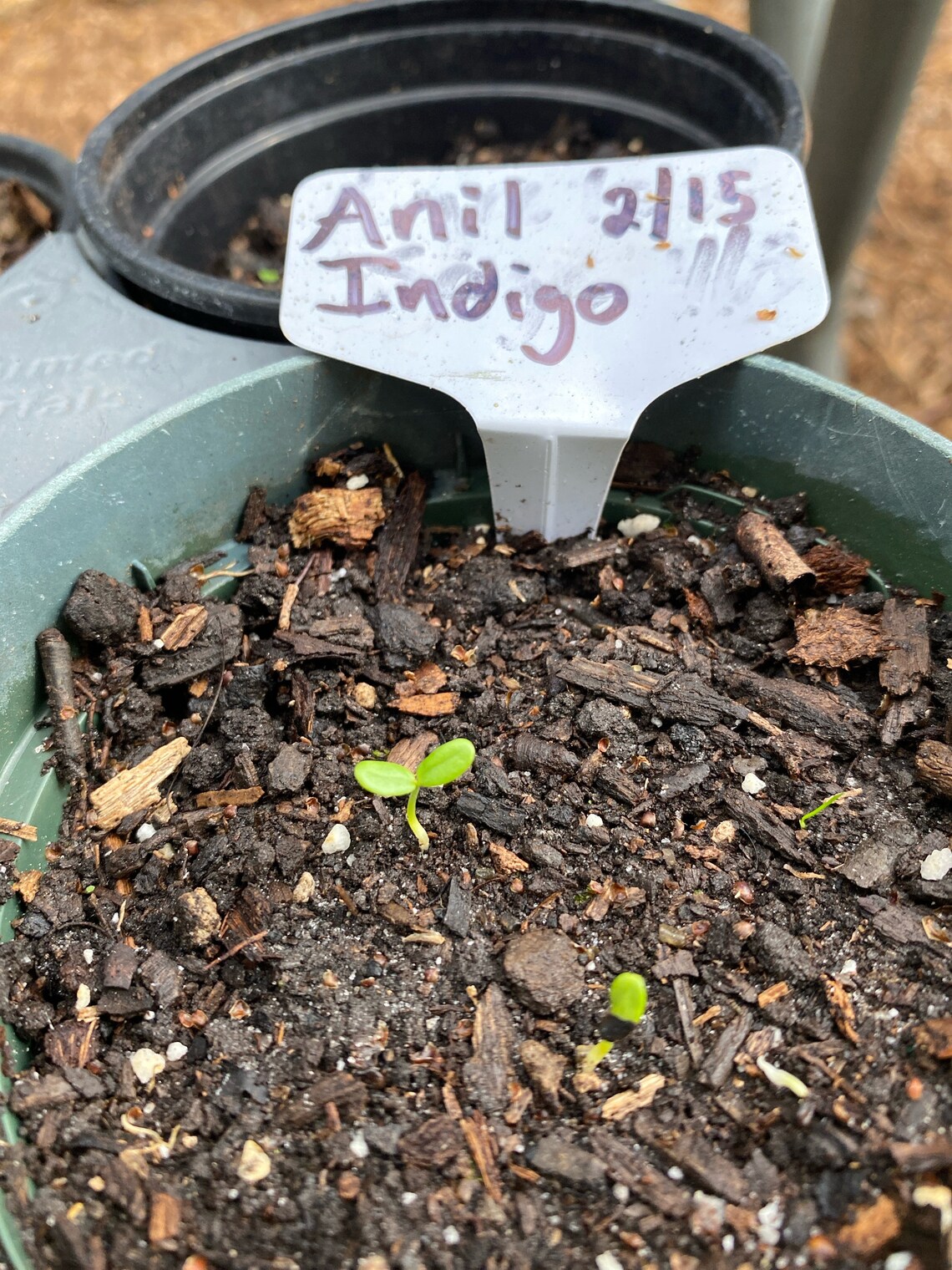 Anil Indigo - 35 Seeds - Shrubby Indigo - Indigofera Suffruticosa ...