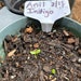 Anil Indigo - 35 Seeds - Shrubby Indigo - Indigofera Suffruticosa ...