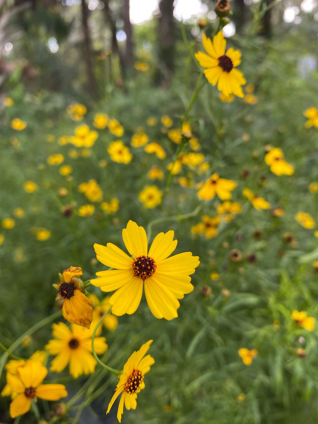 Coreopsis Leavenworthii - 100+ Plant Seeds - Florida Native Aster ...