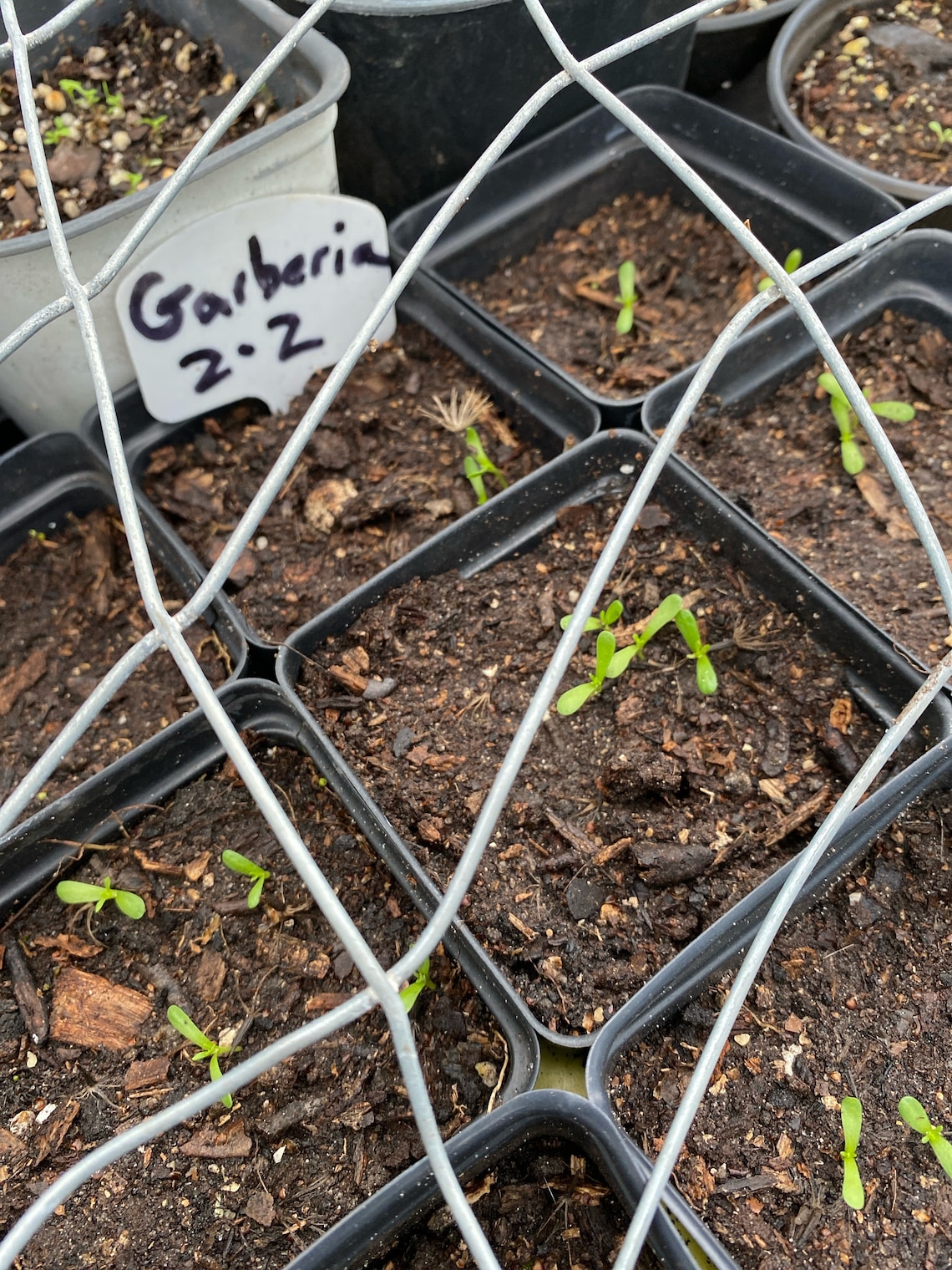 Garberia Heterophylla Seeds Florida Scrub Endemic Rare - Etsy