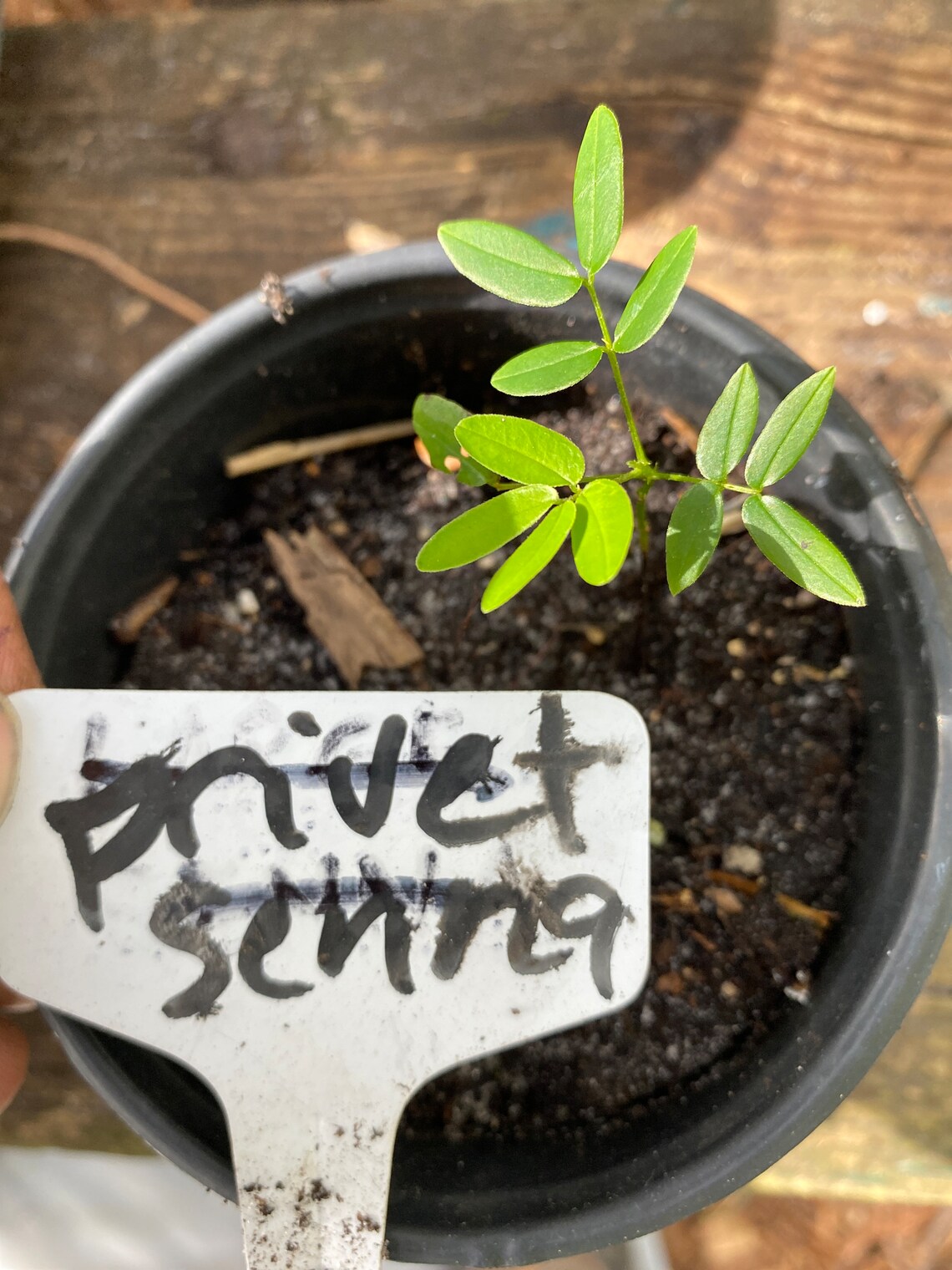 Florida Privet Senna - 30 Seeds - Senna Ligustrina - Privet Wild ...