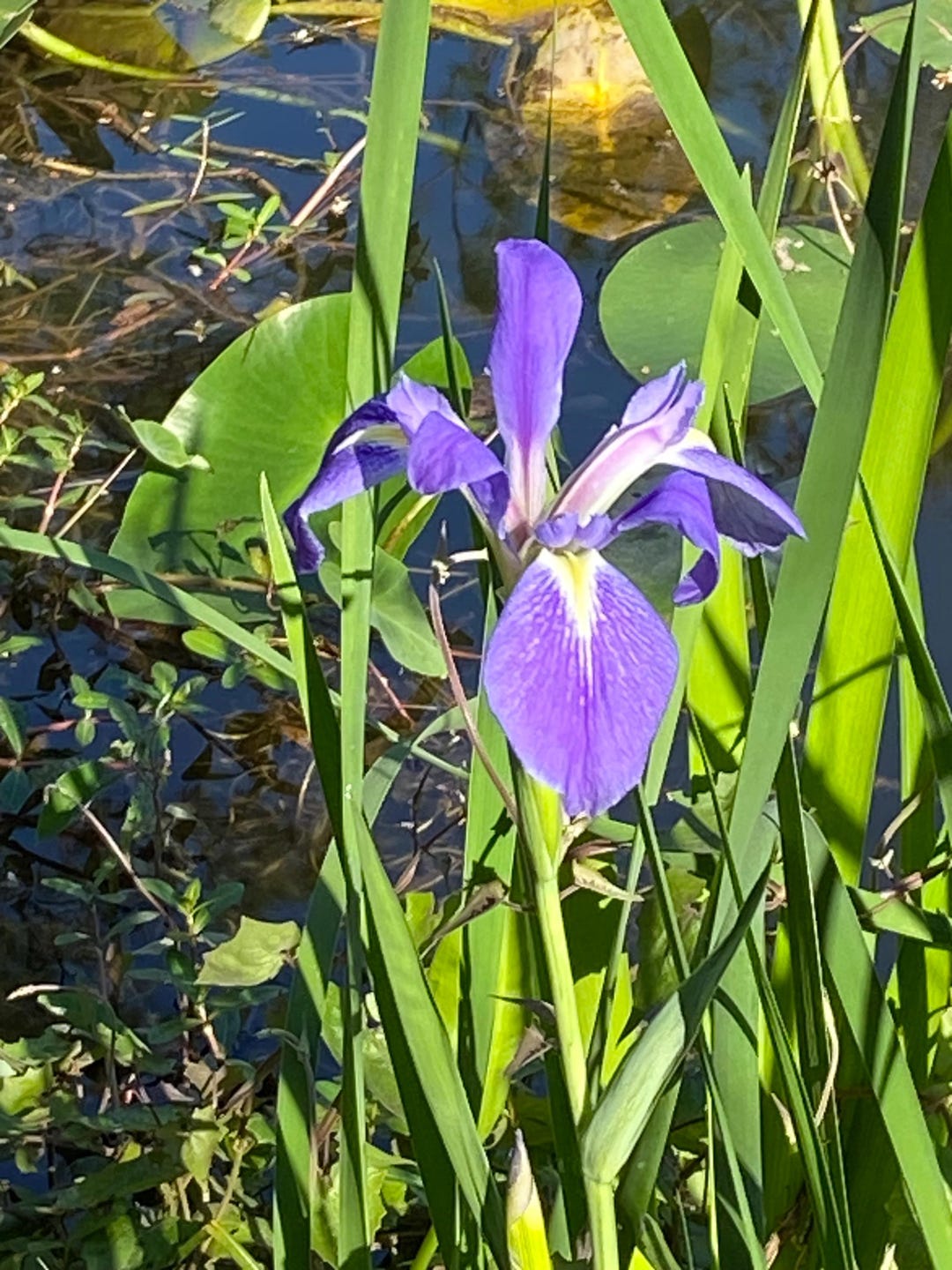 Florida Prairie Iris - 20 Aquatic Plant Seeds - Iris Savannarum - Etsy