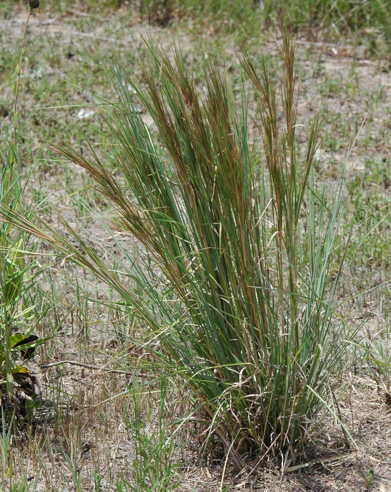 Bushy Bluestem 50-100 Grass Seeds - Andropogon Glomeratus - Etsy
