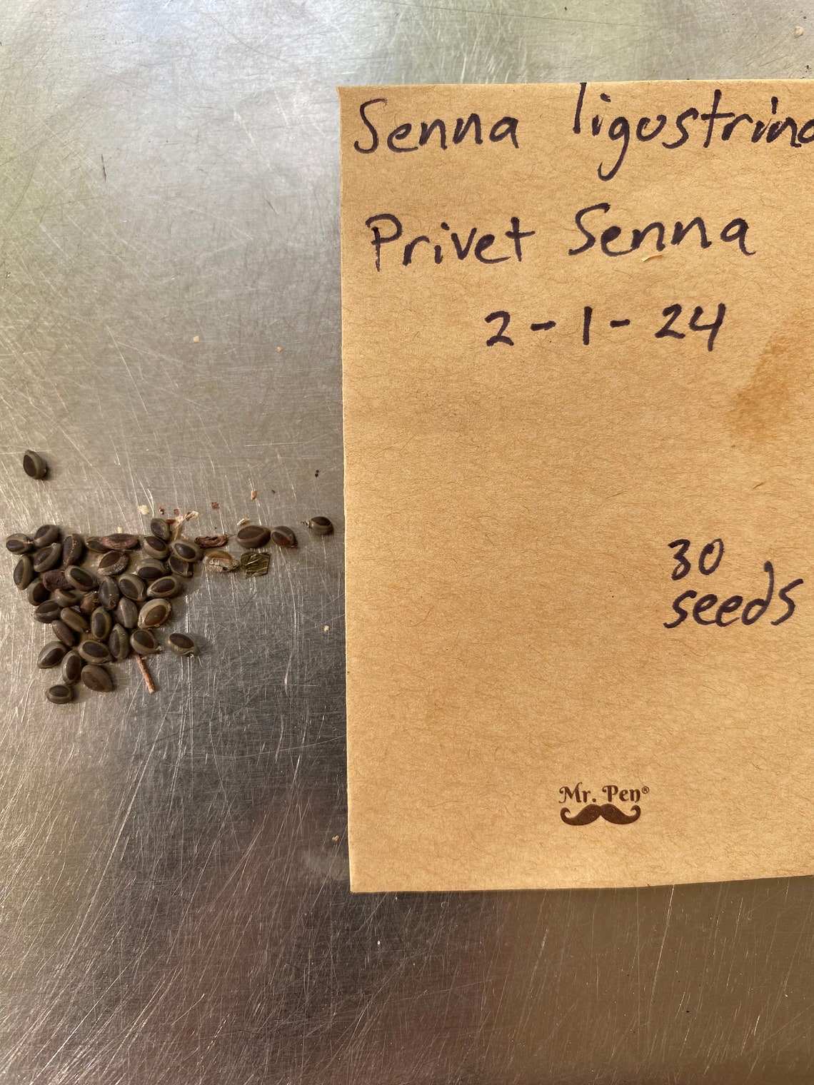 Florida Privet Senna - 30 Seeds - Senna Ligustrina - Privet Wild ...