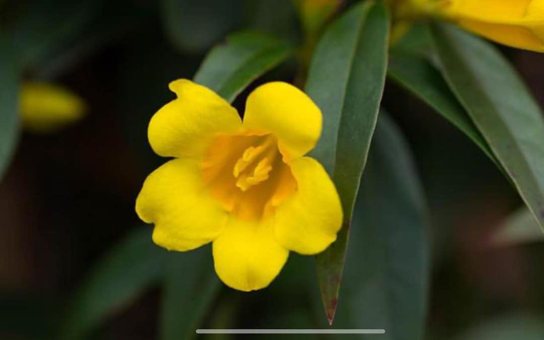 Carolina Jessamine - 35-50 Plant Seeds - Gelsemium Sempervirens ...