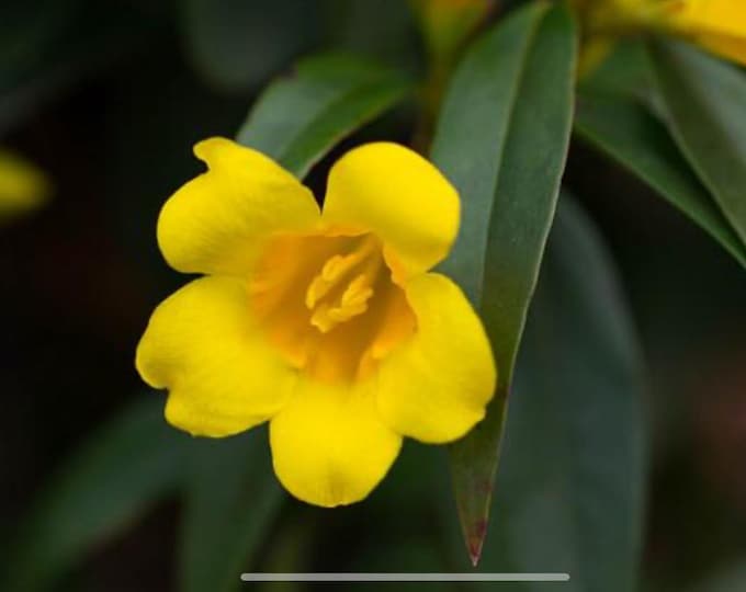 Carolina Jessamine - 35-50 Plant Seeds - Gelsemium Sempervirens ...