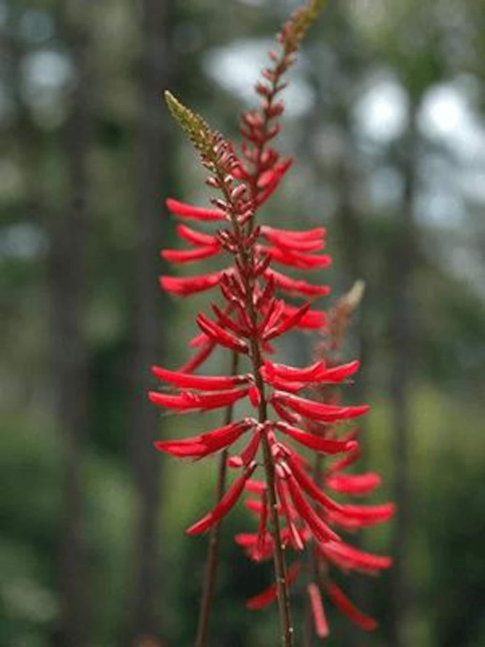 Eastern Coral Bean - Erythrina Herbacea - Cherokee Bean - 12 Plant ...
