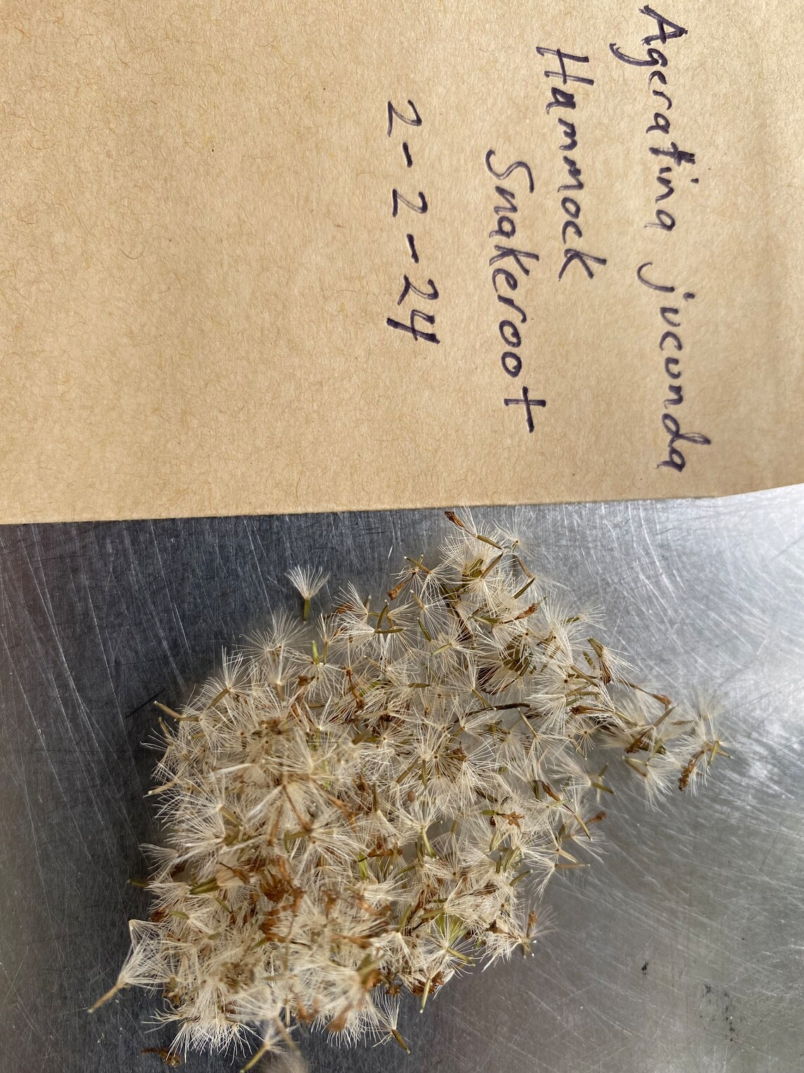 Hammock Snakeroot 100+ Seeds - Ageratina Jucunda - Florida Native ...