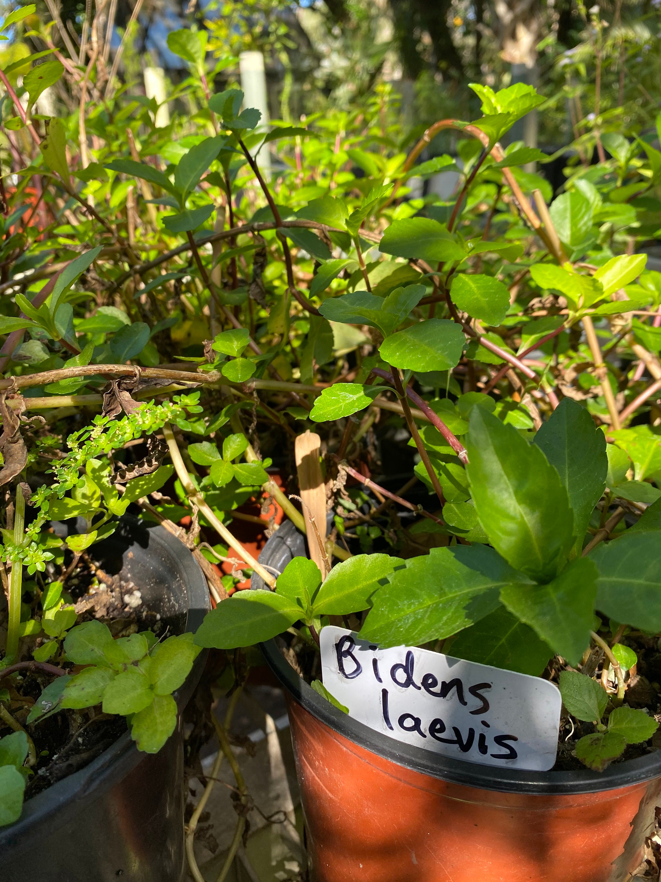 Bidens Laevis - Smooth Beggartick - 50-100 Seeds - Florida Natives - Etsy