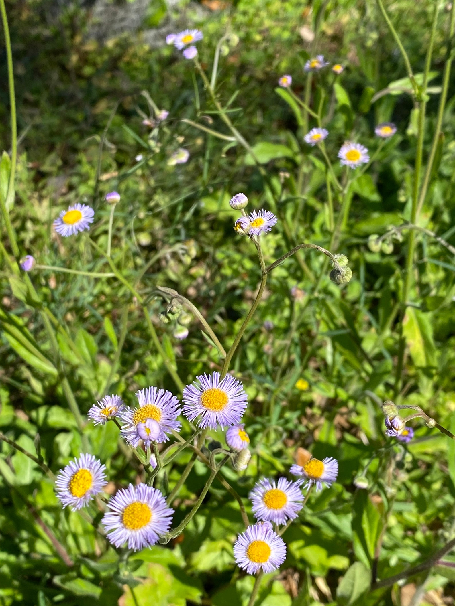 Oakleaf Fleabane Aster 100 Seeds Erigeron Quercifolius Florida Native ...