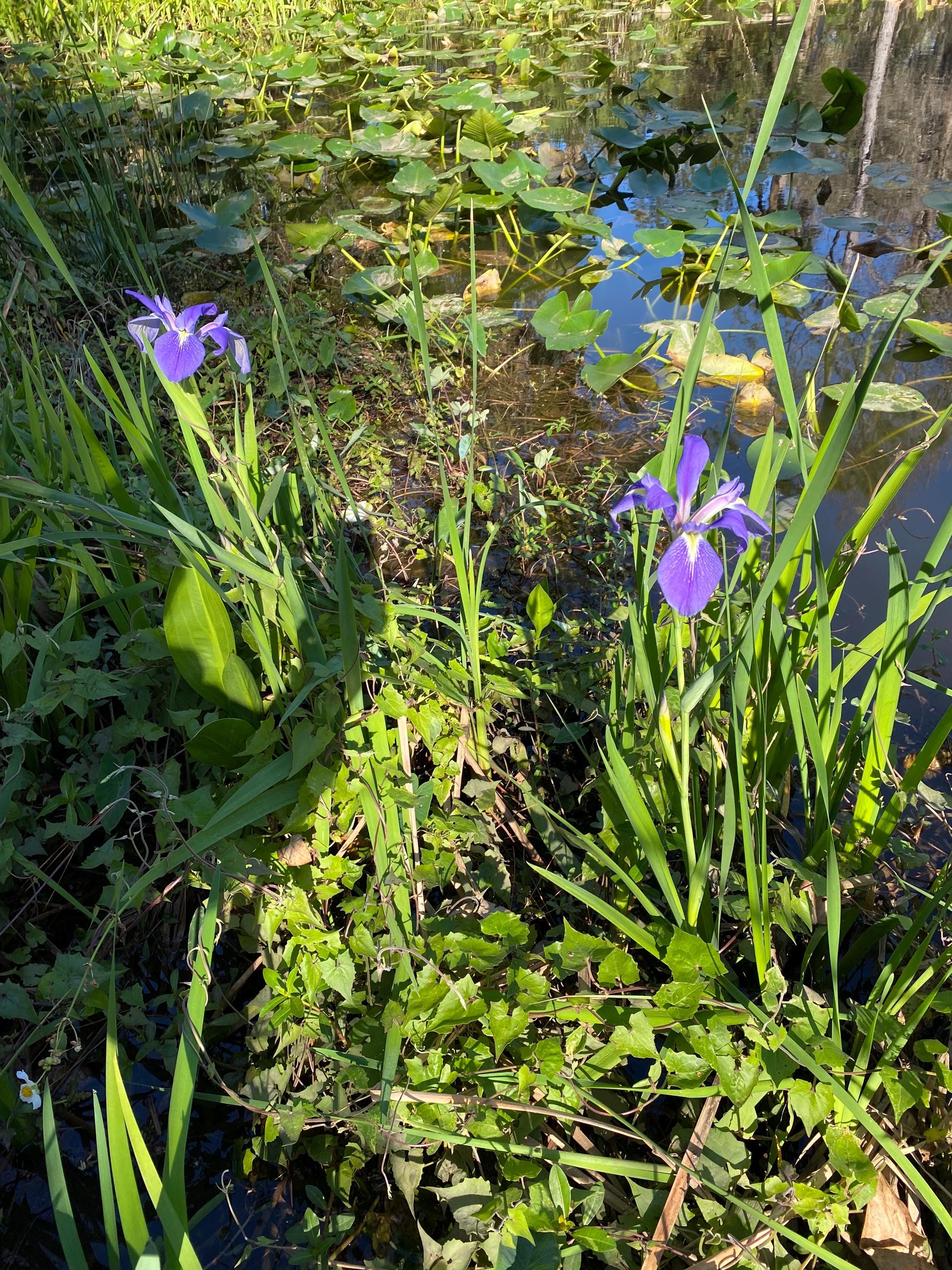 Florida Prairie Iris - 20 Aquatic Plant Seeds - Iris Savannarum - Etsy