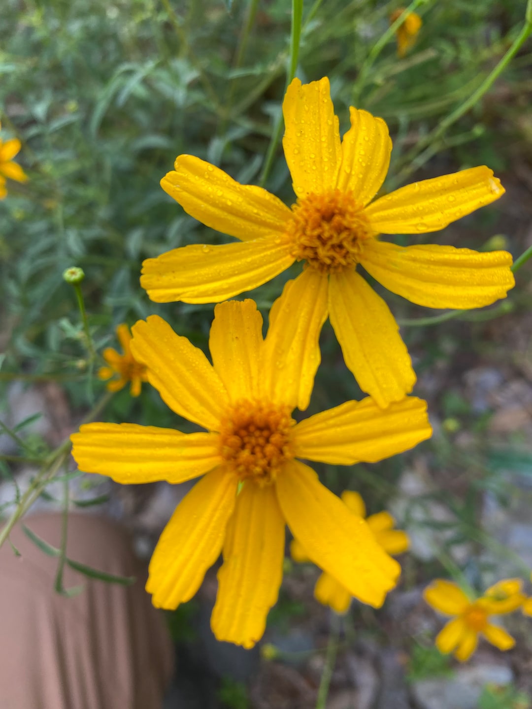 Mexican Marigold - 100+ Plant Seeds - Tagetes Lemmonii - Arizona Native ...