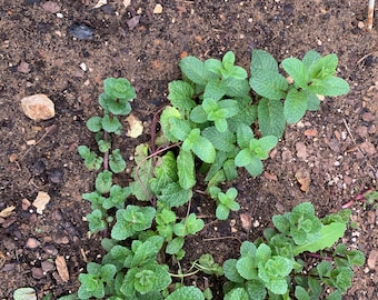 Mint "lavender" - Live Plant - Etsy