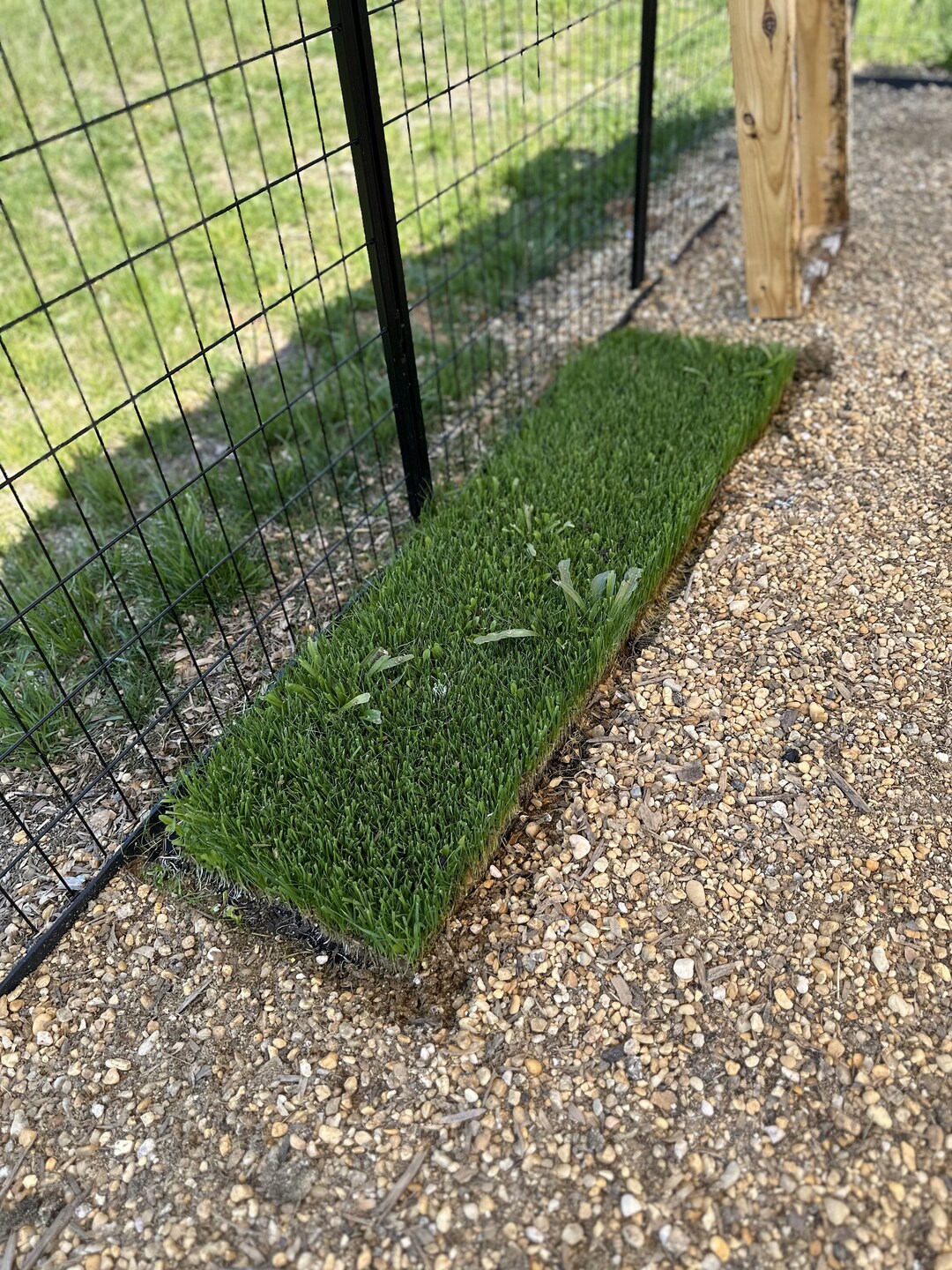 36 X 12 Chicken Run Grass Garden Bar includes Grass Seed Mix - Etsy