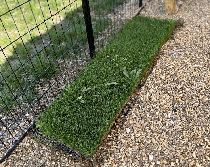 36" X 12" Chicken Run Grass Garden Bar (includes Grass Seed Mix) - Etsy