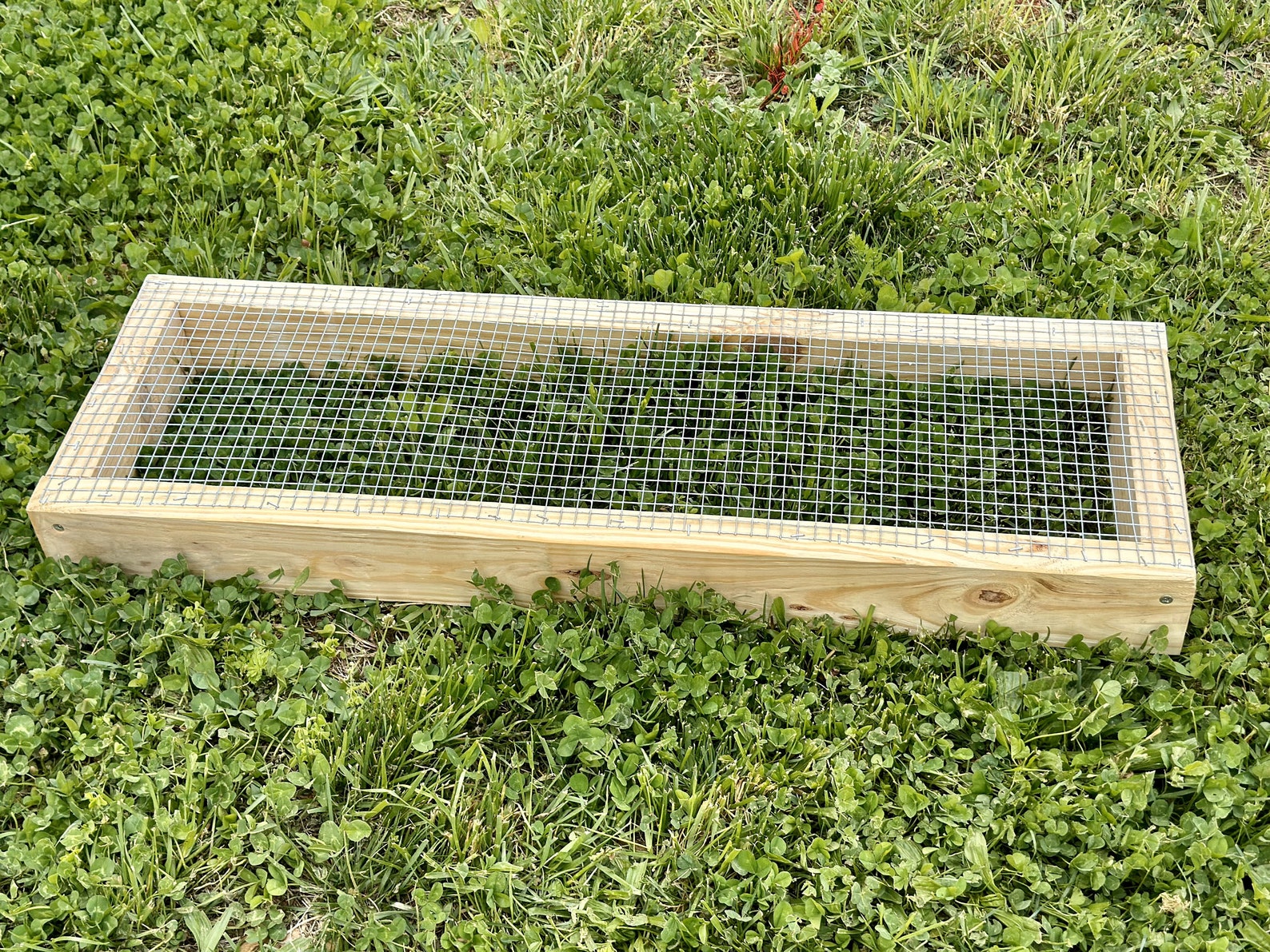 36 X 12 Chicken Run Grass Garden Bar includes Grass Seed Mix - Etsy