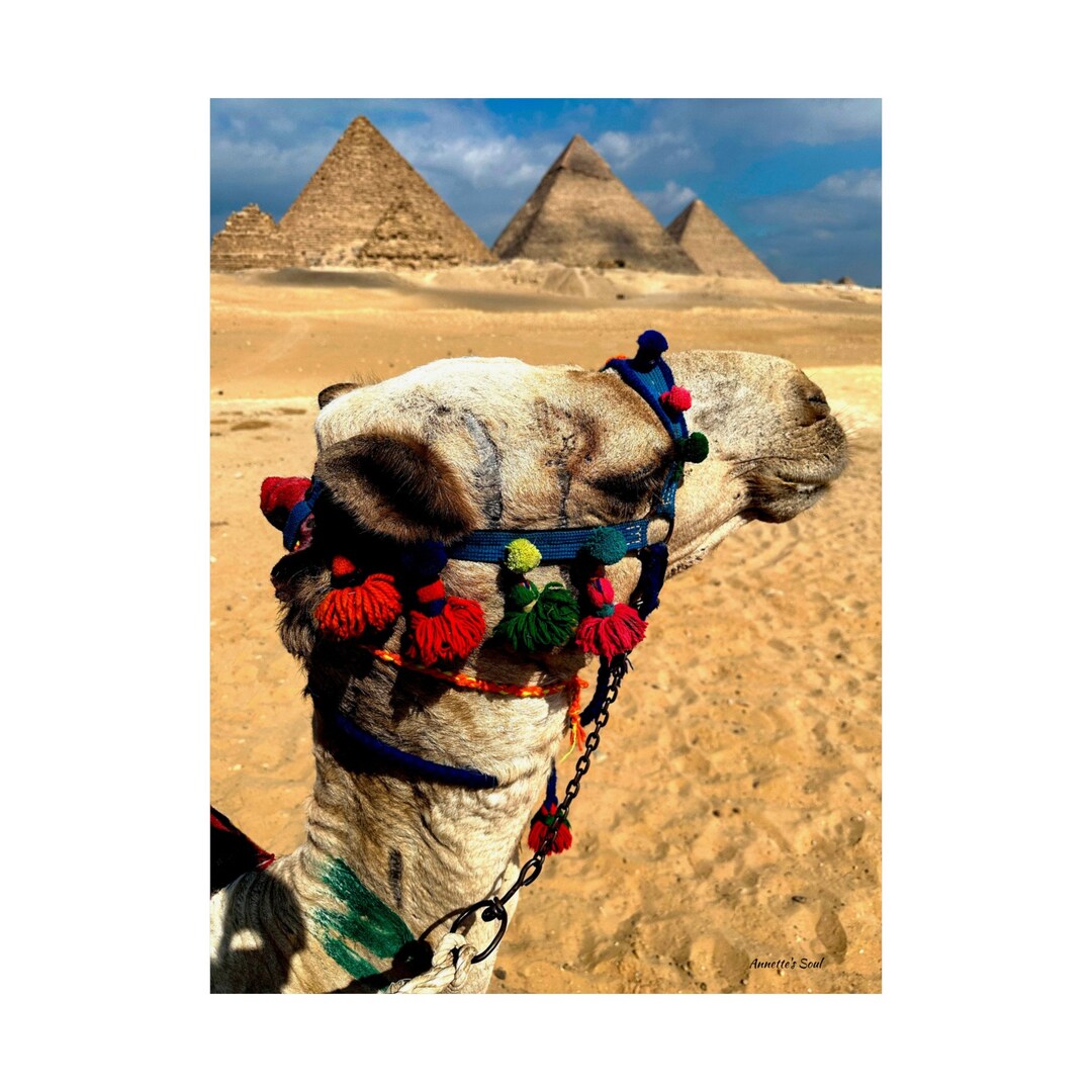 Egyptian Camel, Matte Posters - Etsy