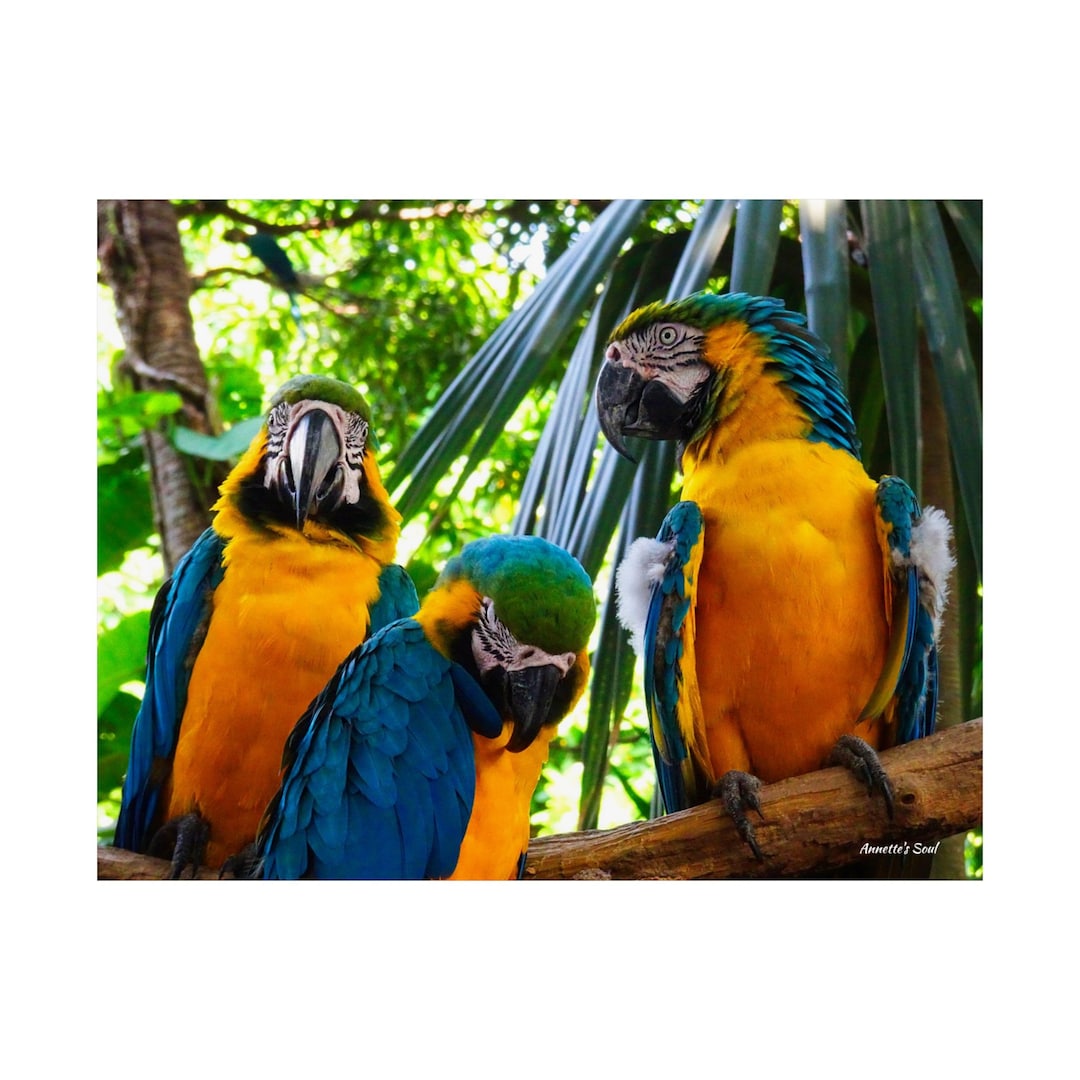 Colombian Parrots, Matte Posters - Etsy