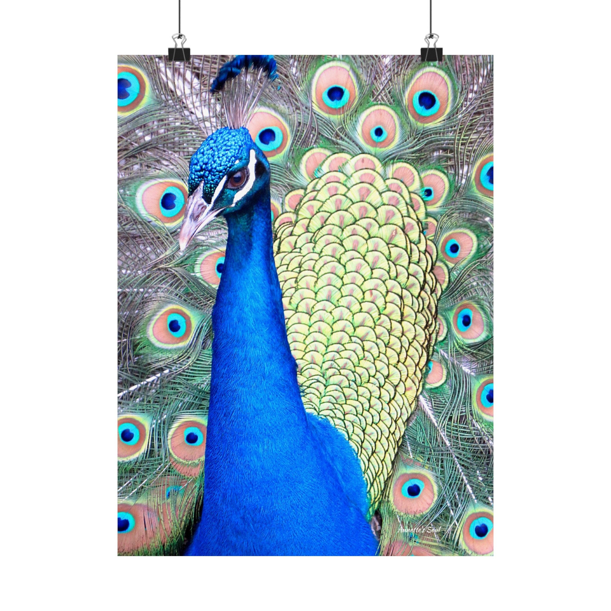 Peacock Wall Art, High Quality Poster Print, Beautiful Blue - Etsy