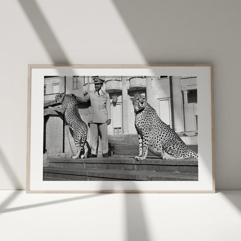 Haile Selassie Cheetah 1962, Animal Print, Photography Print, Black ...