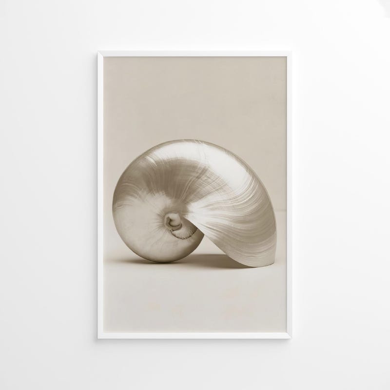 Sea Shell Print - Etsy