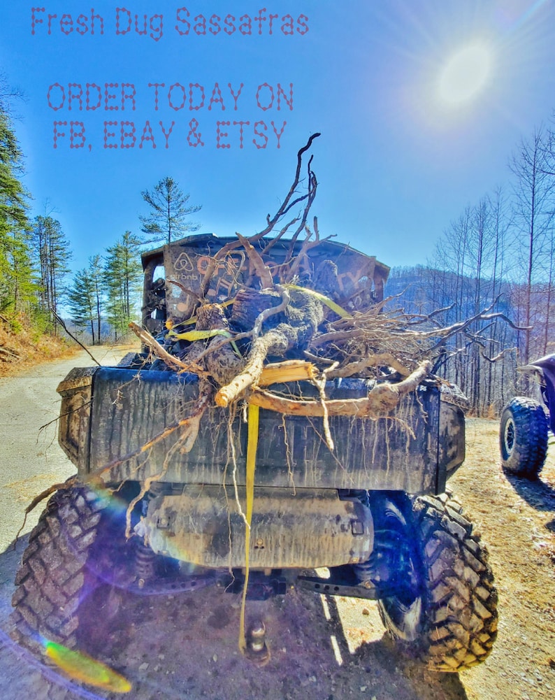 1 LB West Virginia Sassafras Fresh Dug *potent Red Root* Sassafras ...