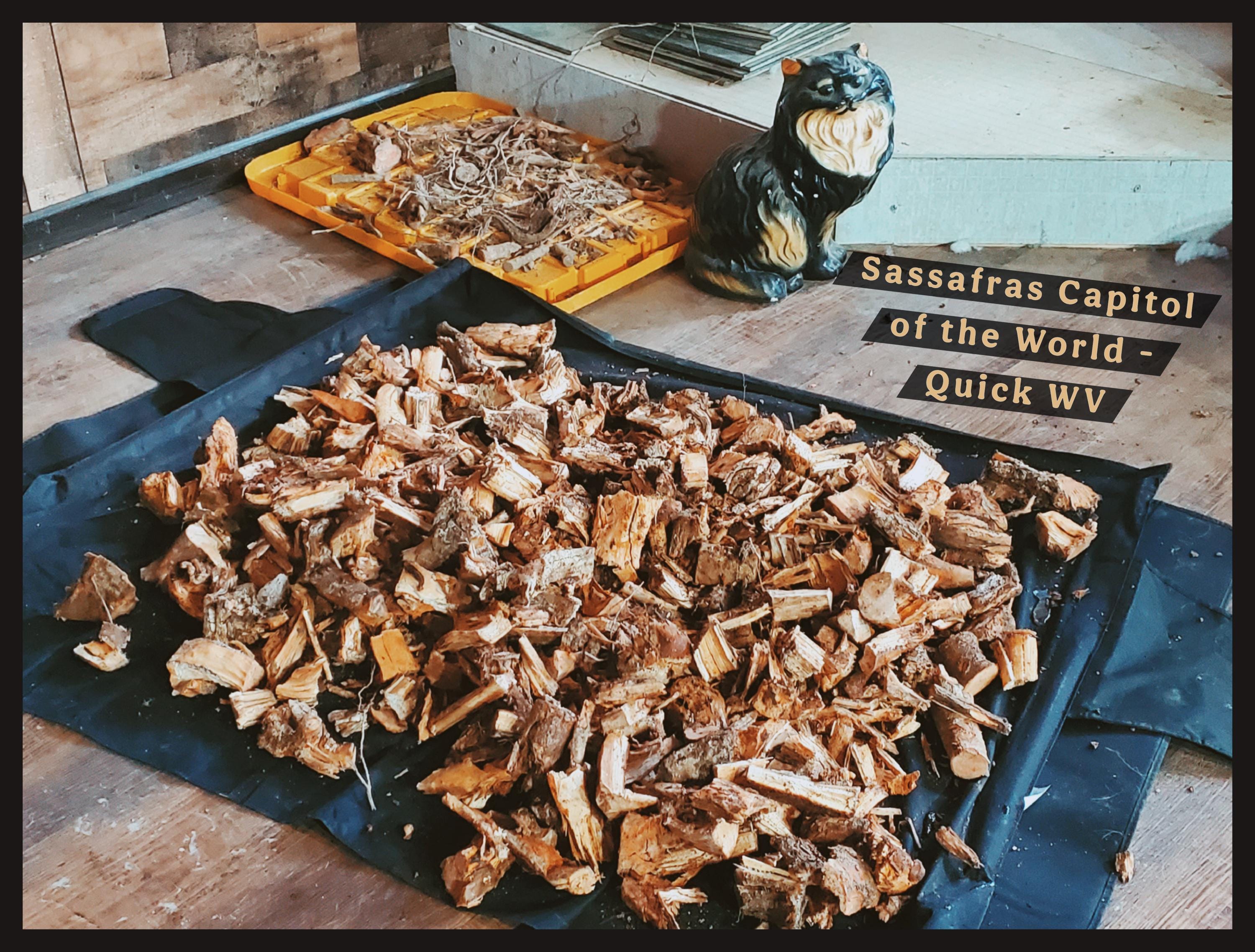 1 LB West Virginia Sassafras Fresh Dug *potent Red Root* Sassafras ...