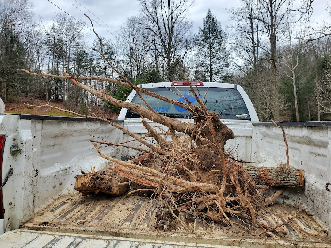 Potent Red Root Sassafras 1LB - Etsy