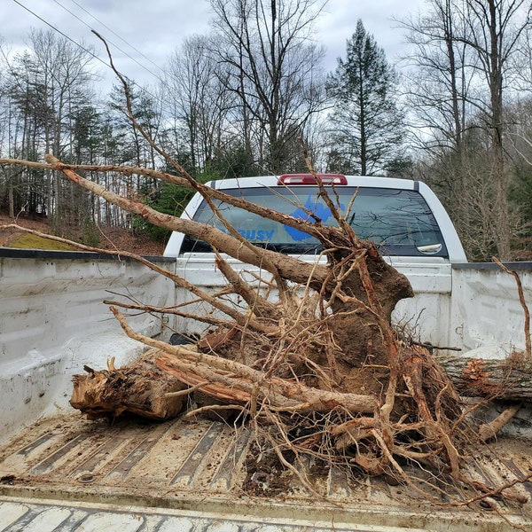 Sassafras Root - Etsy