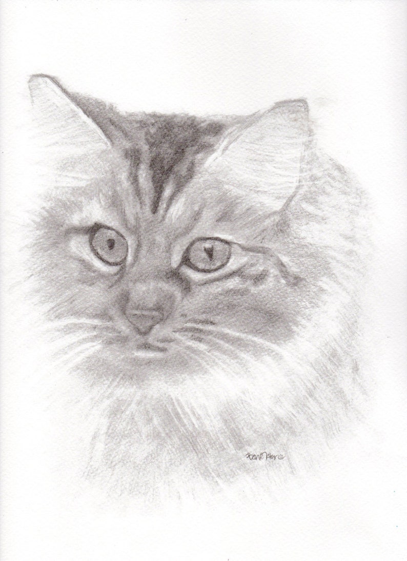 Maine Coon Cat - Drawing - Giclee Print - Etsy