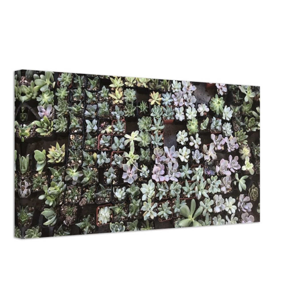 Sweet Succulents - Etsy