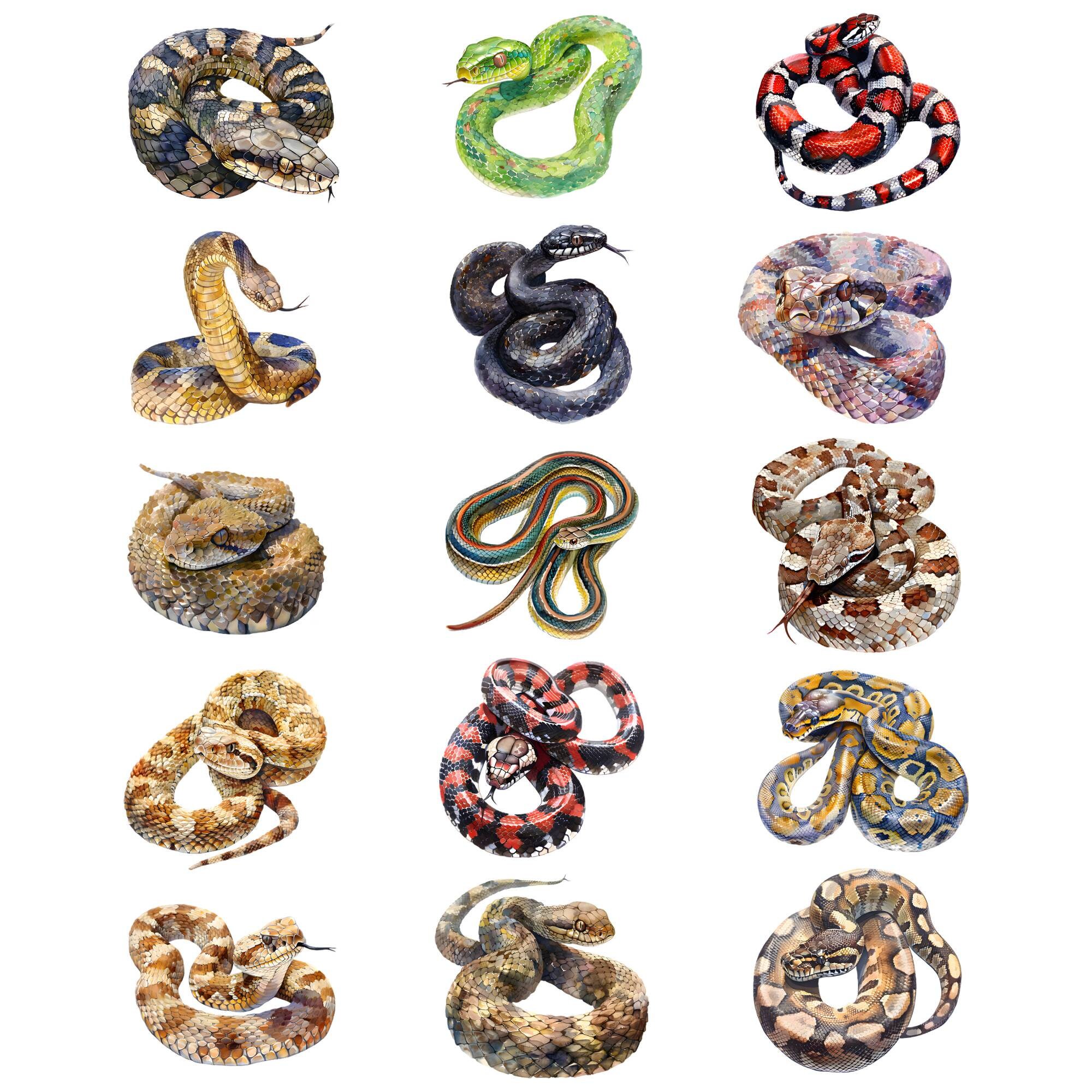 Watercolor Snakes Clipart Bundle, Black Mamba Clipart, Cobra ...