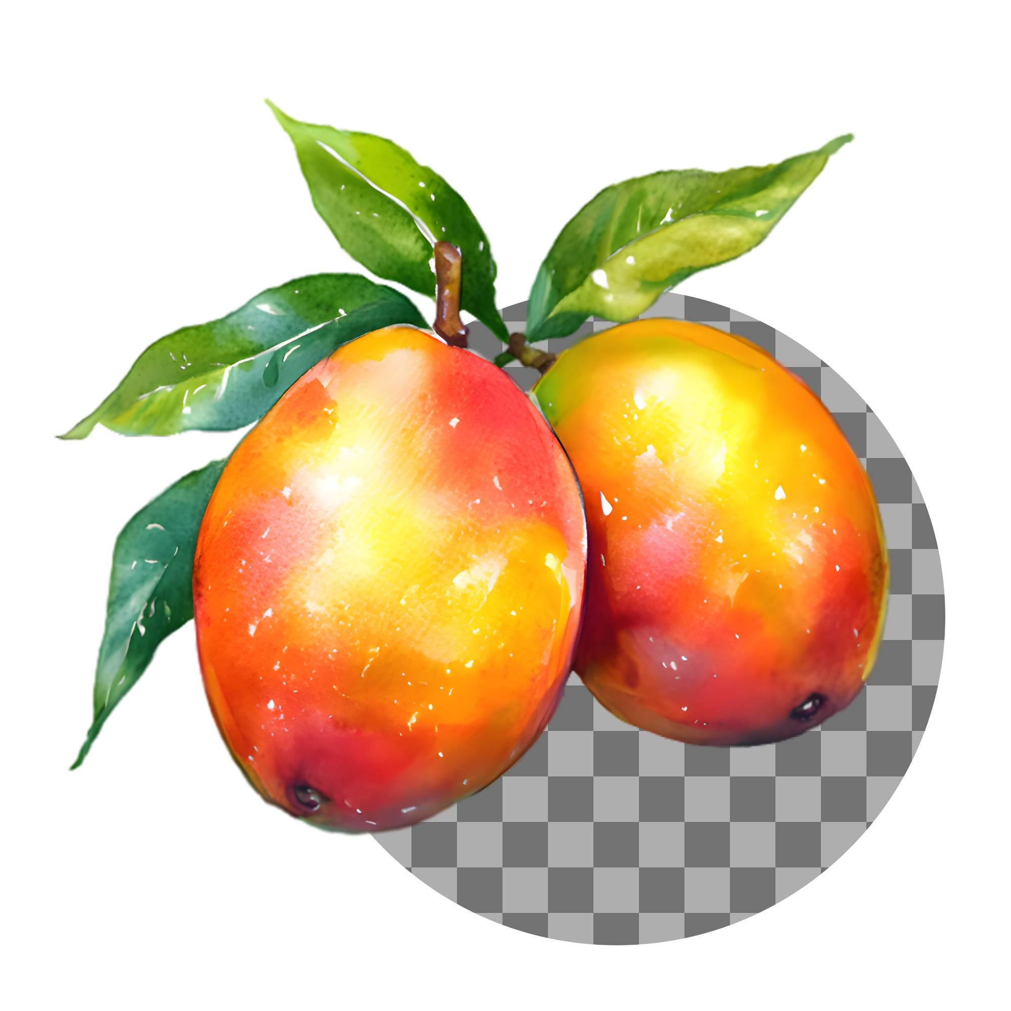 Watercolor Mango Clipart Bundle, Mango Fruit Clipart, Citrus ...