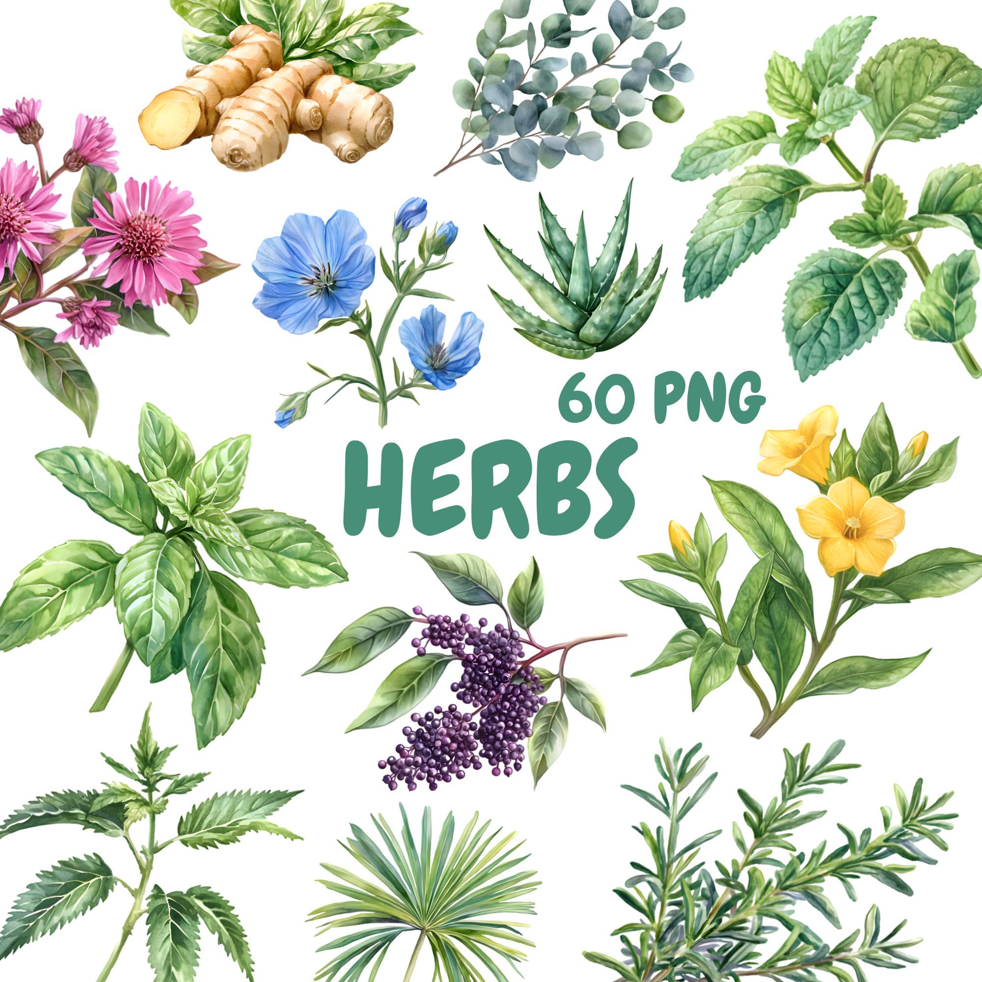 Watercolor Herbs Clipart Bundle, Medicinal Herbs Clipart, Plant ...