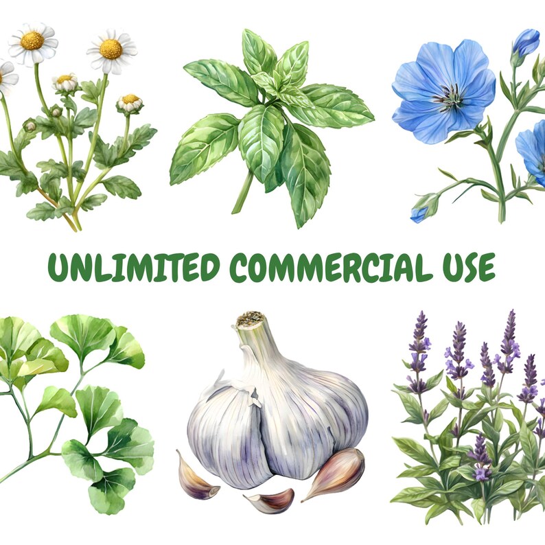 Watercolor Herbs Clipart Bundle, Medicinal Herbs Clipart, Plant ...