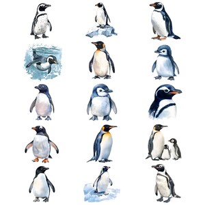 Watercolor Penguins Clipart Bundle, Winter Animals Clipart, Penguin ...