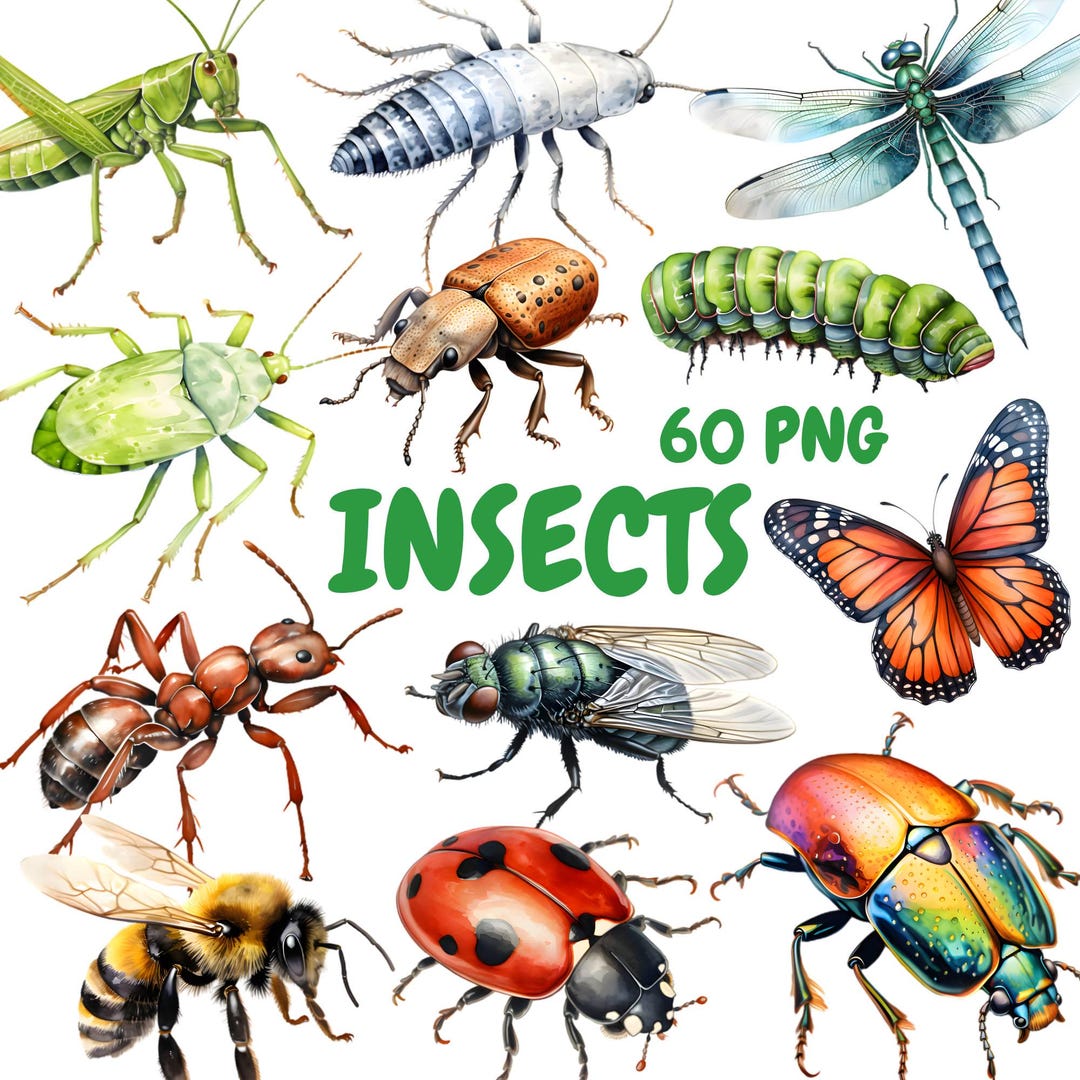 Watercolor Insects Clipart Bundle, Forest Bugs Clipart, Grasshopper ...