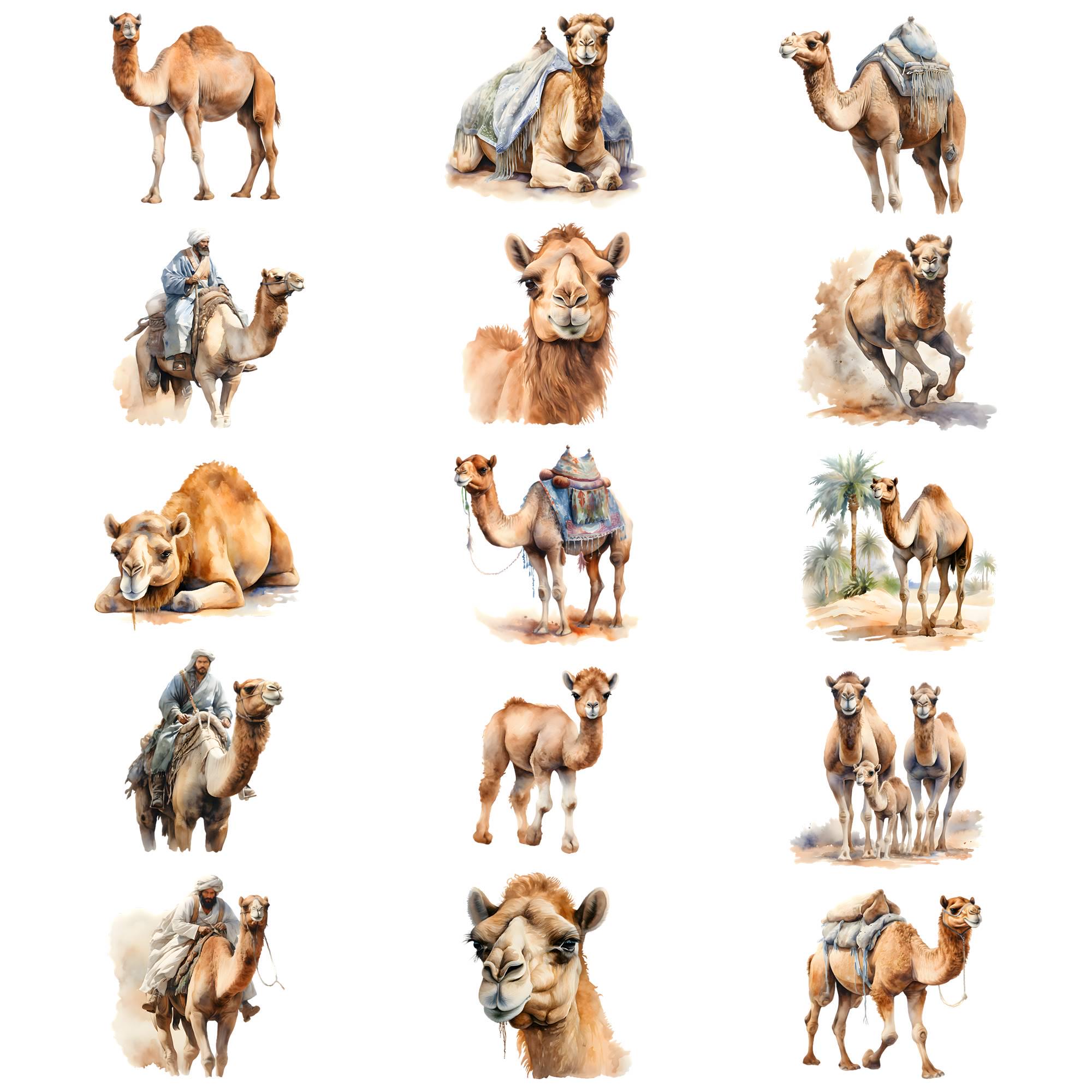 Watercolor Camel Clipart Bundle, Desert Animal Clipart, Camel ...