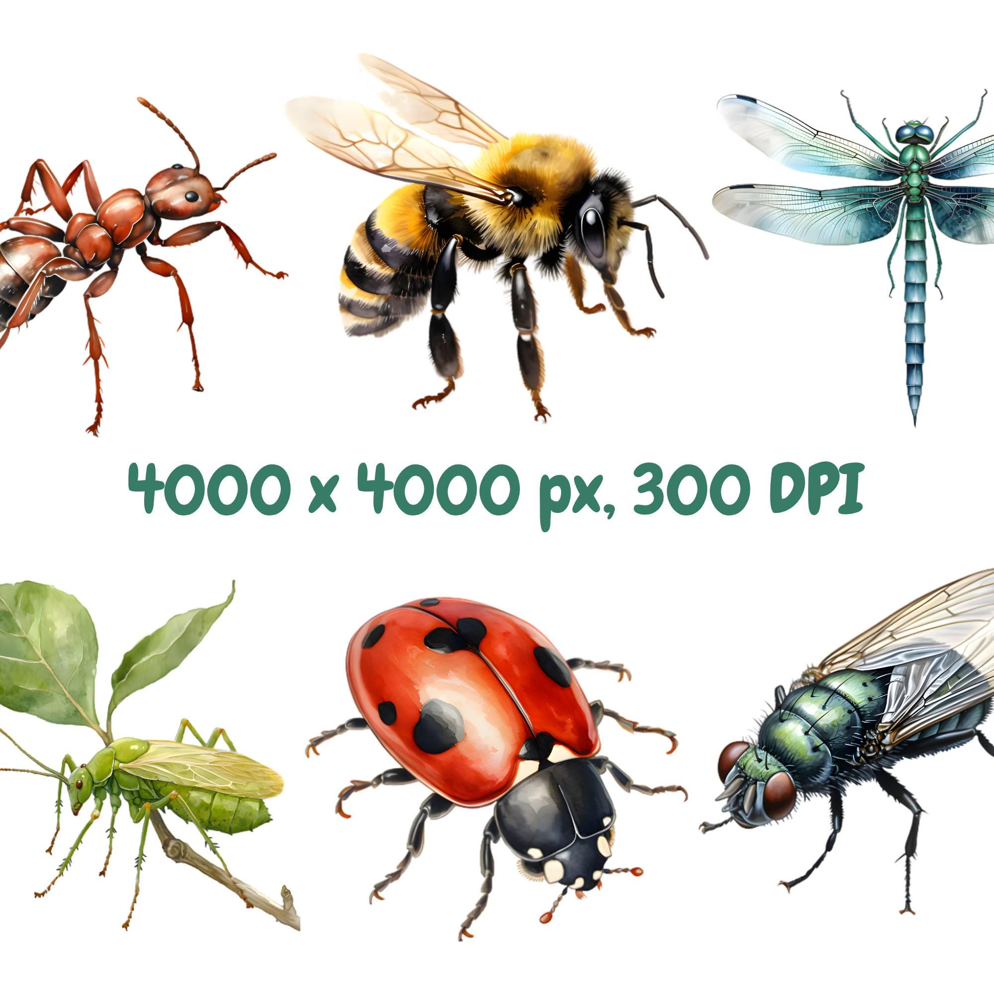 Watercolor Insects Clipart Bundle, Forest Bugs Clipart, Grasshopper ...