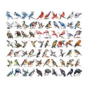 Watercolor Birds Clipart Bundle, Bird Species Clipart, Bird ...