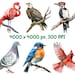 Watercolor Birds Clipart Bundle, Bird Species Clipart, Bird ...