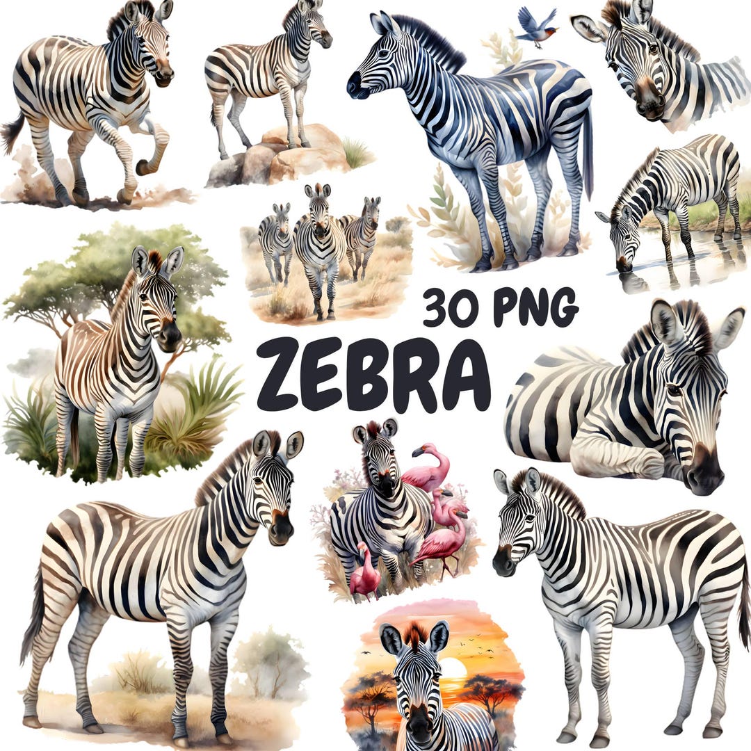 Watercolor Zebra Clipart Bundle, Safari Animals Clipart, Zebra ...