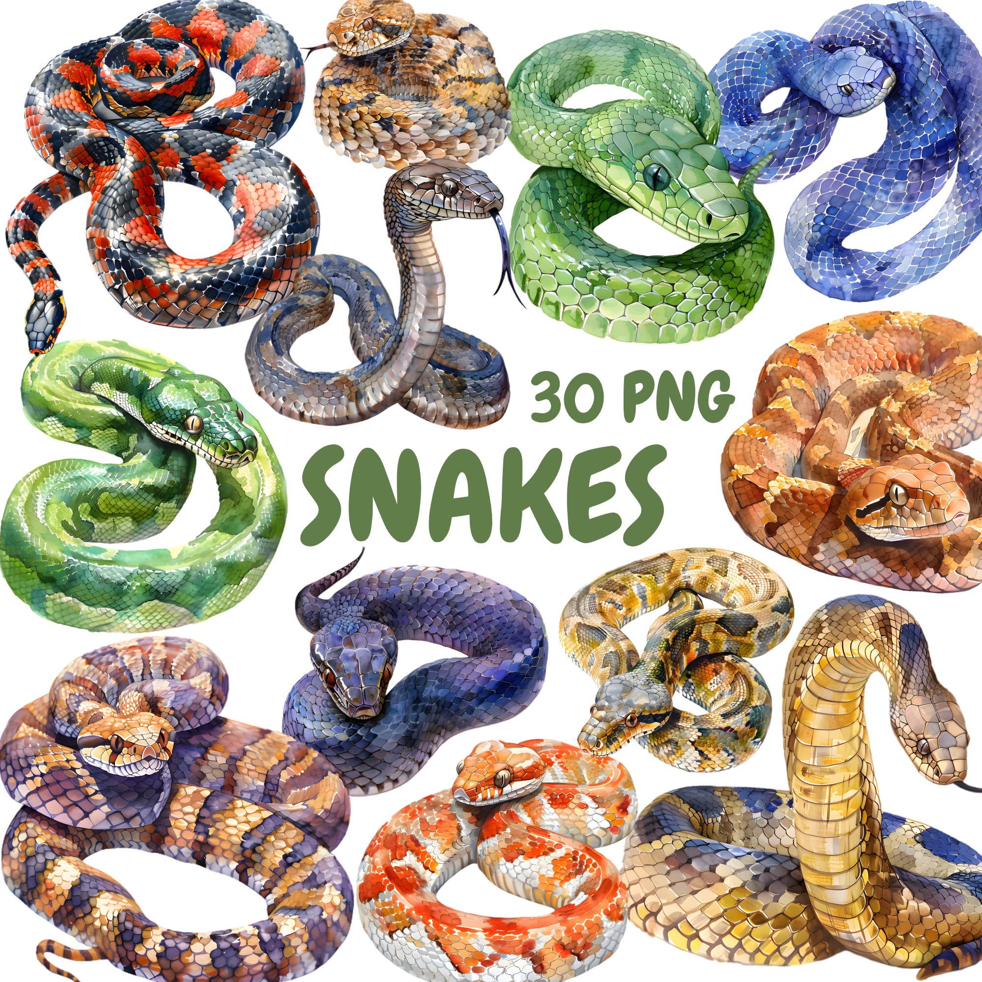 Watercolor Snakes Clipart Bundle, Black Mamba Clipart, Cobra ...